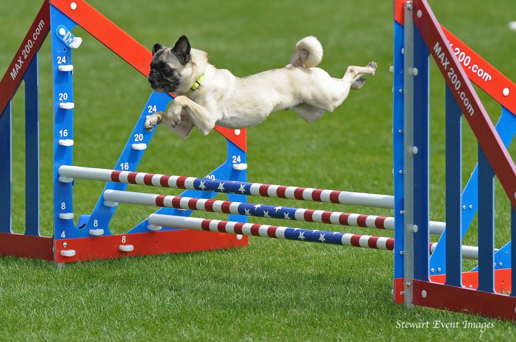 ABOUT US Merrimac Dog Training Club